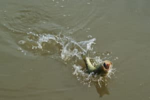 Jumping Bass: How to Hook ’em and Keep Them on the Line – KayakandFish.com