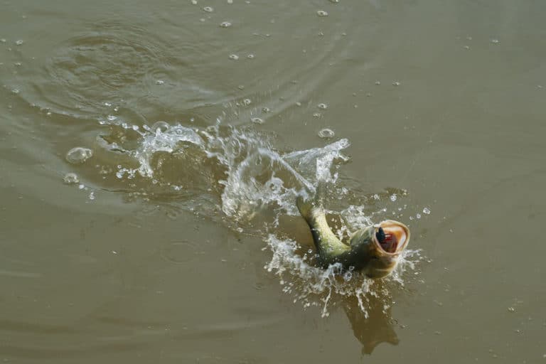 Jumping Bass: How to Hook ’em and Keep Them on the Line – KayakandFish.com